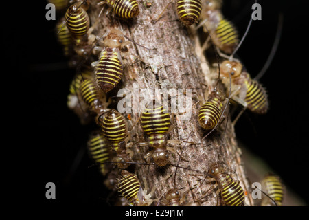 Bark louse (Cerastipsocus venosus) group on lichen covered tree, Texas ...
