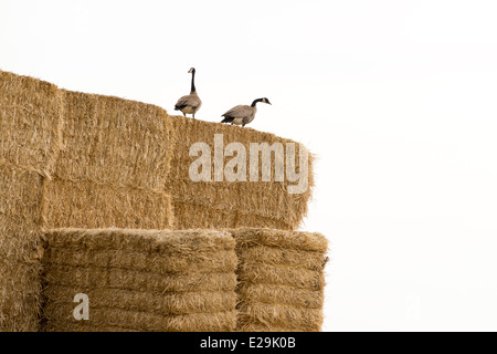 Geese on a haystack in Eastern Oregon Stock Photo - Alamy