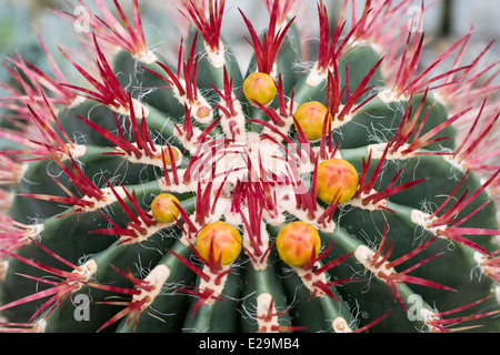 Mexican Lime Cactus (Ferocactus pilosus) barrel cactus blooming Stock ...