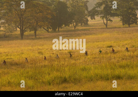 Nepal, Terai area, Bheri Zone, Bardia National Park, liana Stock Photo ...