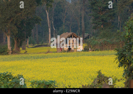 Nepal, Terai area, Chisapani, traditional house Stock Photo - Alamy