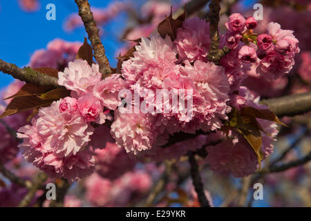 France, Paris, close-up of plum blossoms Stock Photo - Alamy