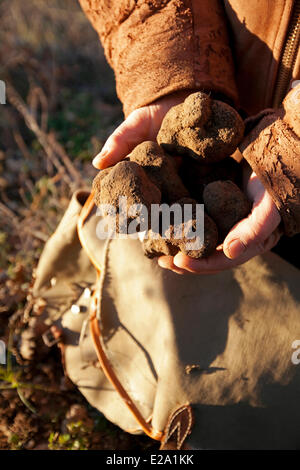 France, Vaucluse, Luberon, Bonnieux, harvest of truffles with Jacky ...