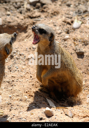 suricate meerkat showing teeth Stock Photo - Alamy