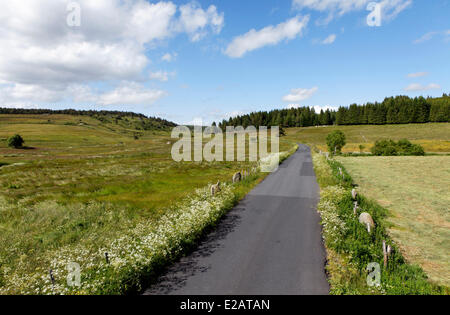 France, Lozere, country road landscape Gevaudan between Grandrieu and ...