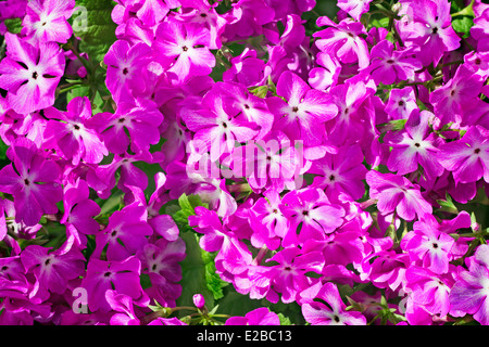 The pink flowers of a primrose shined with the sun, are photographed by ...