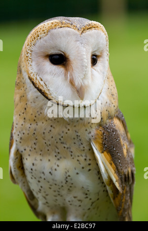 Barn owl at the African Bird of Prey Sanctuary flight show Stock Photo ...