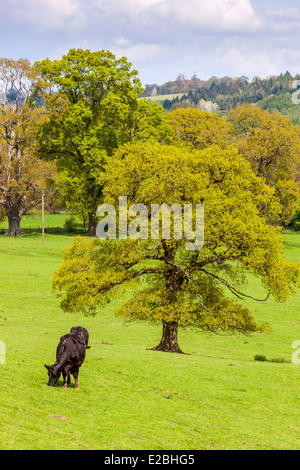 Green fields in Monmouthshire, Wales, United Kingdom, Europe Stock ...