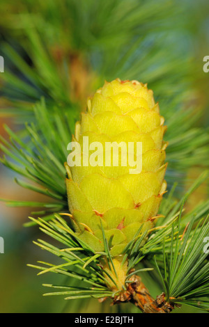 Ovulate cone of larch tree in spring, end of May Stock Photo - Alamy