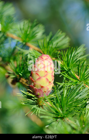 Ovulate cone of larch tree in spring, end of May Stock Photo - Alamy