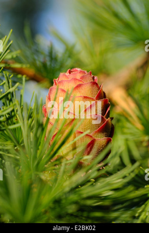 Ovulate cone of larch tree in spring, end of May Stock Photo - Alamy