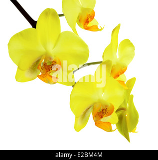 Spa treatment with blooming branch on white wooden table Stock Photo ...