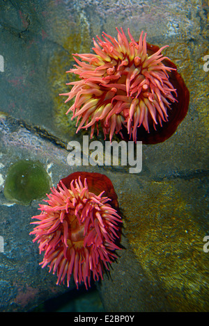Northern Red Anemone underwater in the St. Lawrence Estuary Stock Photo ...