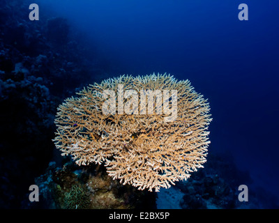 Table coral (acropora pharaonis) in the Red Sea Stock Photo - Alamy