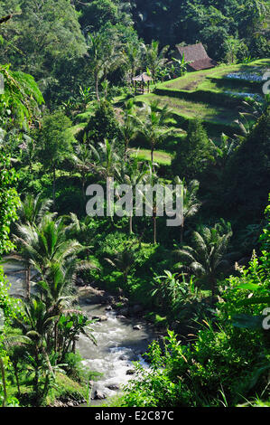 Indonesia, Bali, Ubud, the valley of Sungai Ayung river Stock Photo - Alamy
