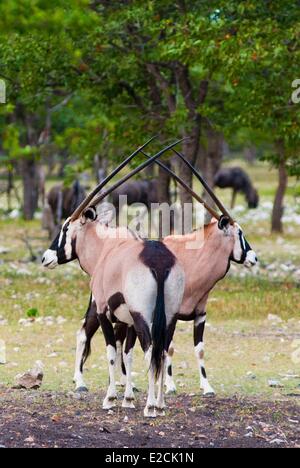 Front view of gemsbok, gemsbuck, Oryx gazella, antelope. Native to the ...