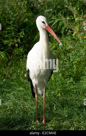 Stork Park, Hunawihr, Alsace, France Stock Photo - Alamy