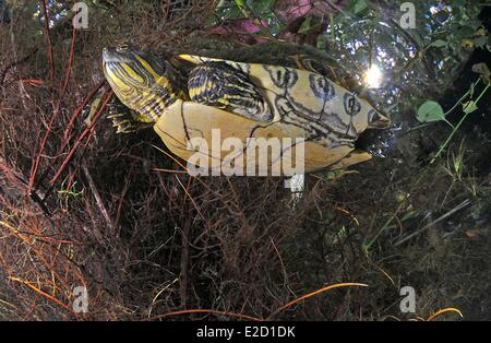 Meso-American Slider Turtle (Trachemys venusta), Puerto Viejo de ...