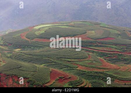 China Yunnan Province Dongchuan District Luoxiagou terrace cultivation ...