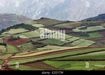 China Yunnan Province Dongchuan District Niujie Cannabis (Cannabis ...