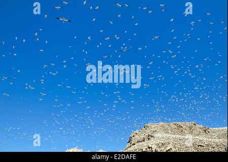 France, Cotes d'Armor, Sept Iles Ornithological Reserve, Ile Rouzic ...