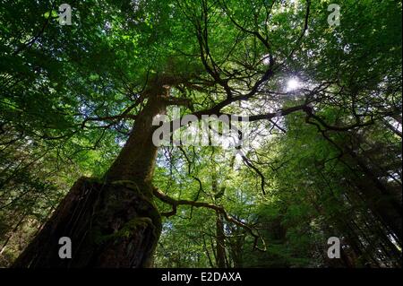 France, Morbihan, Broceliande, beech tree of Ponthus Stock Photo - Alamy