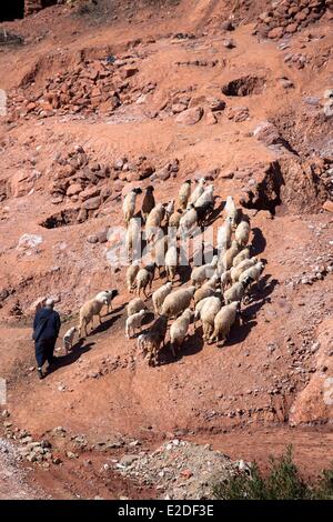 Large flock of sheep with Berber shepherd on the edge of the Sahara ...