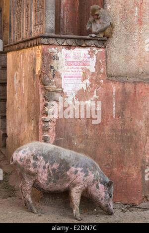 Jaipur, Rajasthan, India. Two Monkeys Sit Near Street Vendors. Monkeys ...