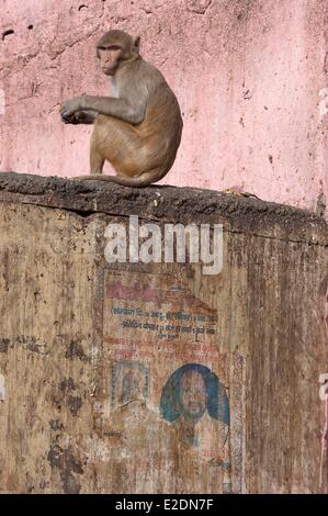 India Rajasthan state Jaipur monkeys in the area of ??Galta Stock Photo ...