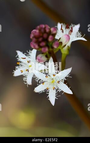 France, Haut Rhin , Saint Louis, nature reserve Petite Camargue ...