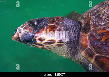 The Kaptan June Sea Turtle Foundation , Iztuzu beach, Dalyan, Turkey ...