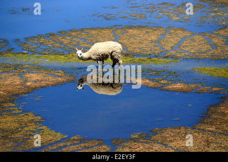 Peru Arequipa province Chivay Mismi volcano (5597 m) the Mismi was ...