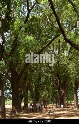 African mahogany (Khaya senegalensis Stock Photo - Alamy