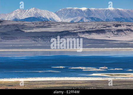 White Mountains, Mono, California, United States, Bombus sp., Animalia ...