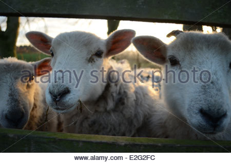 sheep behind a gate / fence Stock Photo: 47200353 - Alamy