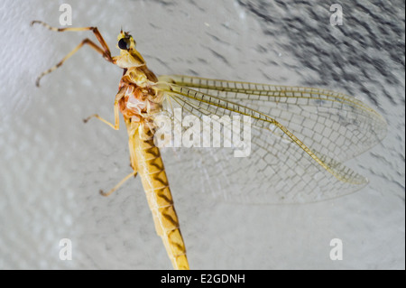 Mayfly (Canadian Soldier) in Cleveland, OHIO Stock Photo - Alamy