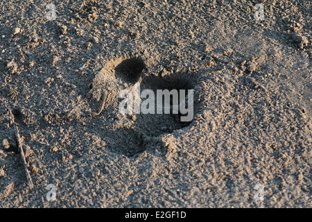 Footprint of a hippopotamus Stock Photo - Alamy