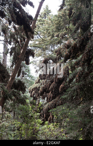 Monarch butterflies on oyamel trees of Piedra Herrada, one of the ...