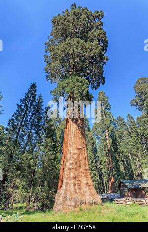 Sentinel Tree, a Giant Sequoia, Sequoiadendron giganteum, outside the Giant Forest Museum in ...