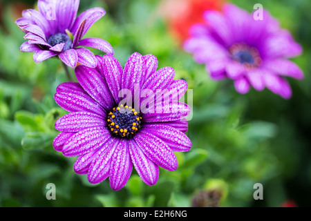 Violet Senecio flower with water drop on segment Stock Photo - Alamy