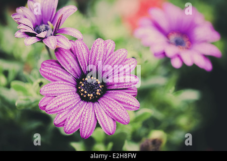 Vintage color of Violet Senecio flower with water drop on segment Stock ...