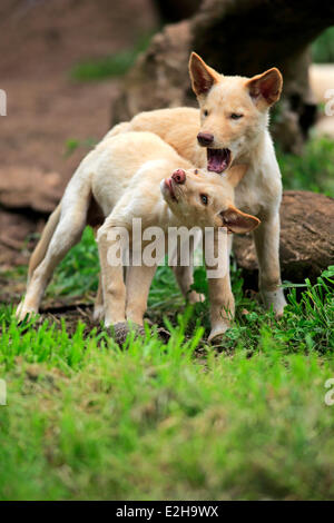 Two young dingos, Canis lupus dingo, playing on grass Stock Photo - Alamy