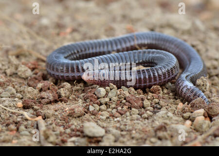 Turkish Worm Lizard, Anatolian Worm Lizard (Blanus strauchi), portrait ...