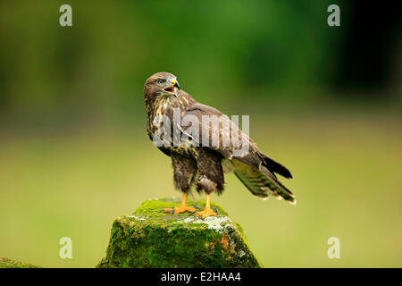 Buzzard (Buteo buteo) adult, calling, on perch, Eifel, Germany Stock ...
