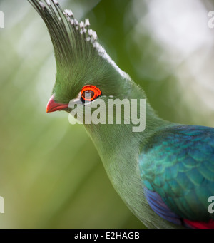 Schalow's Turaco (tauraco schalowi Stock Photo - Alamy