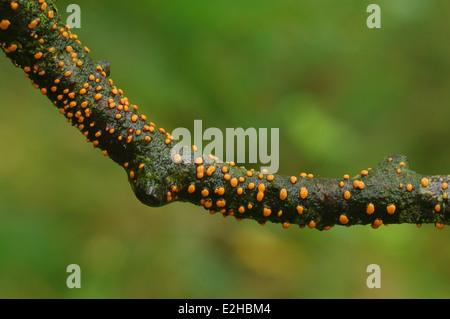 Coral spot fungus (Nectria cinnabarina) on aspen branch with wet snow ...