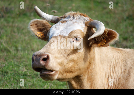 Cow with horns in opposite directions, on the grassland, Isere, Rhone ...