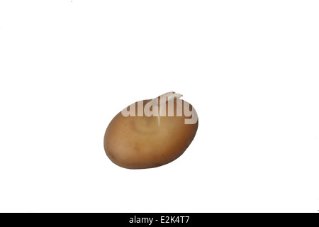 Pre germinated broad bean seed after 2 days showing hilum and ...