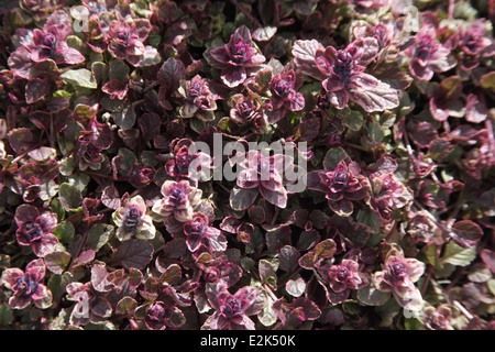 Ajuca reptans 'Multicolor' close up of plants Stock Photo - Alamy