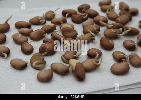 Pre germinated broad bean seed after 2 days testa has split and root is ...